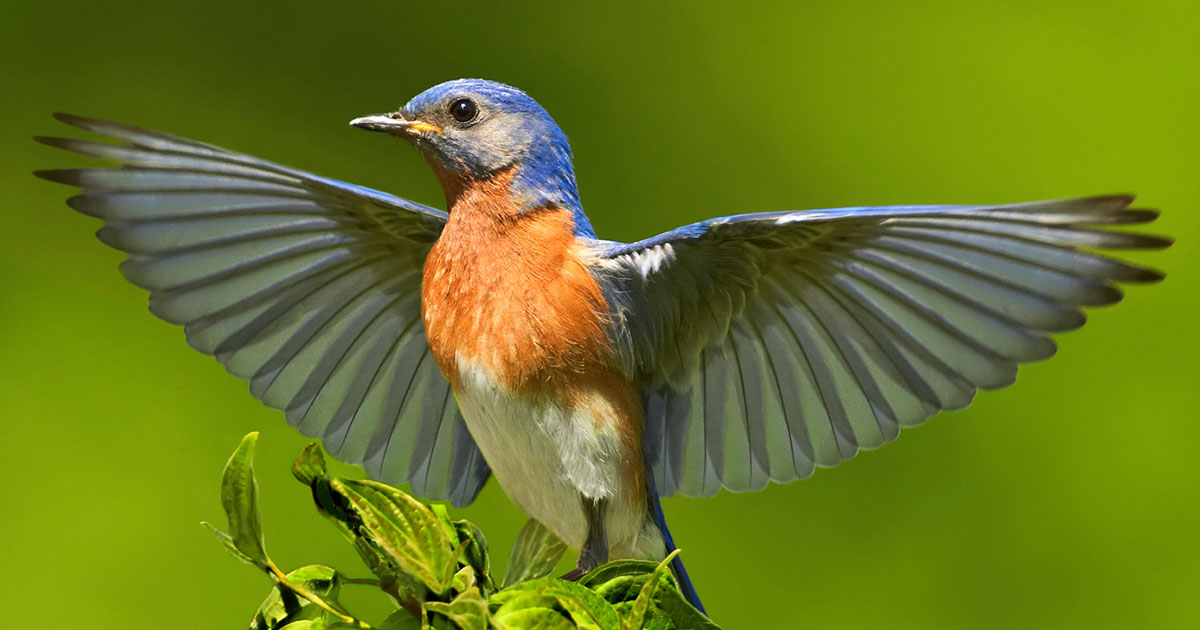 Give birds a safer tomorrow. Renew today. | Audubon Membership