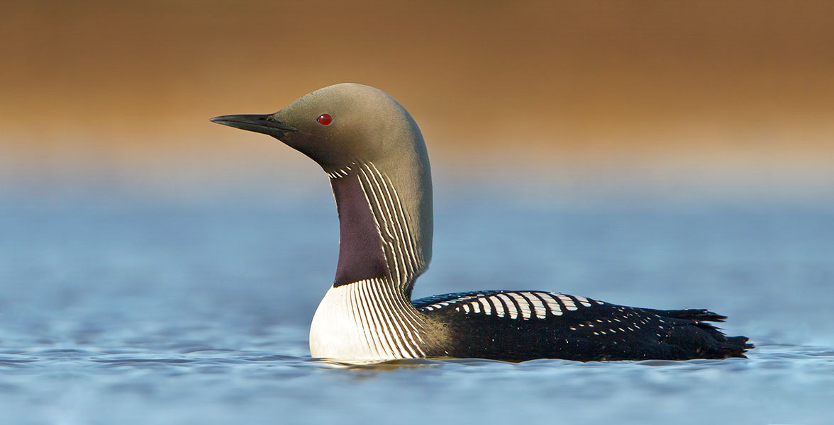 Now: Giving Tuesday gifts matched | Support Audubon