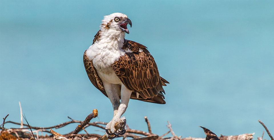 How Much Do You Know About Birds? | National Audubon Society
